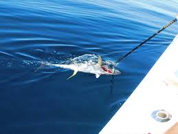 The Ultimate Guide to Popping vs Jigging Fishing – Goofish® Rod-More ...